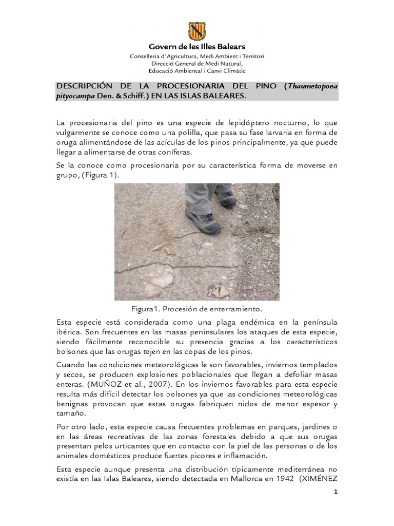 Procesionaria del pino en Baleares: plaga y control | PDF | Insectos ...
