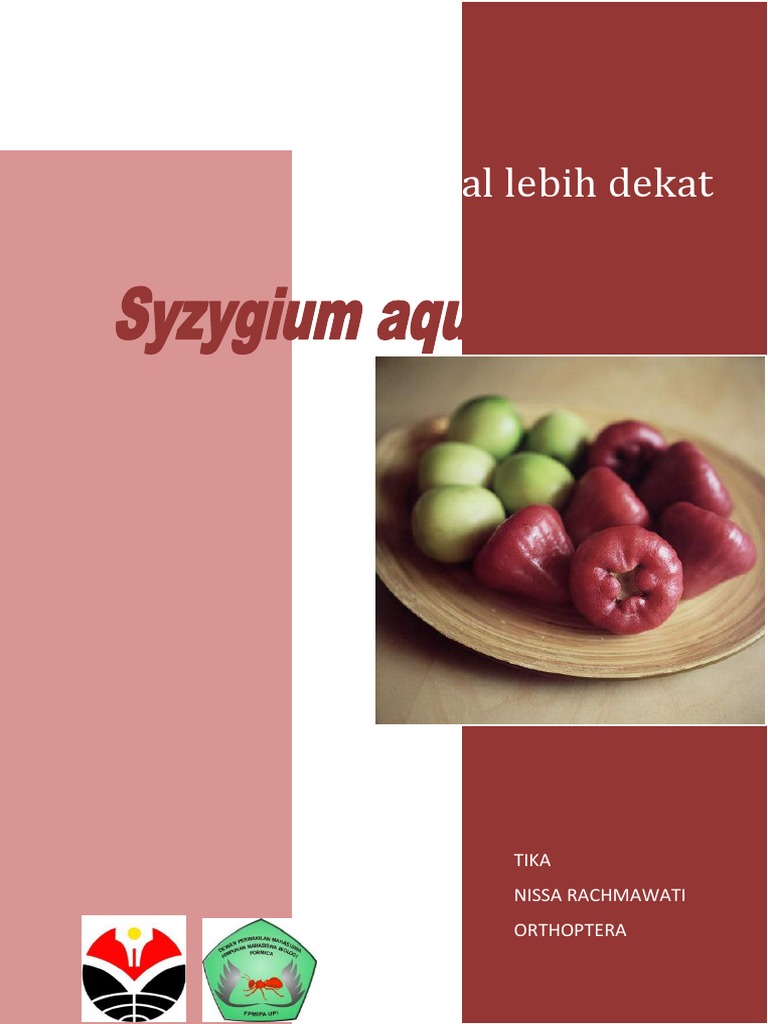 Syzygium Aqueum PDF | PDF