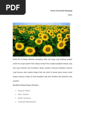 Inilah 37+ Identifikasi Tanaman Bunga Matahari Terbaik - Informasi ...