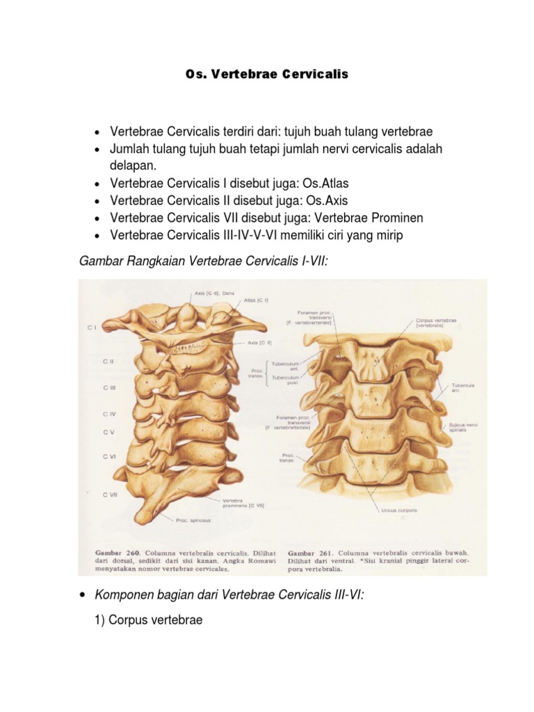 Anatomi Vertebrae Cervicalis I-VII | PDF | Ilmu Sosial | Kajian Bahasa ...