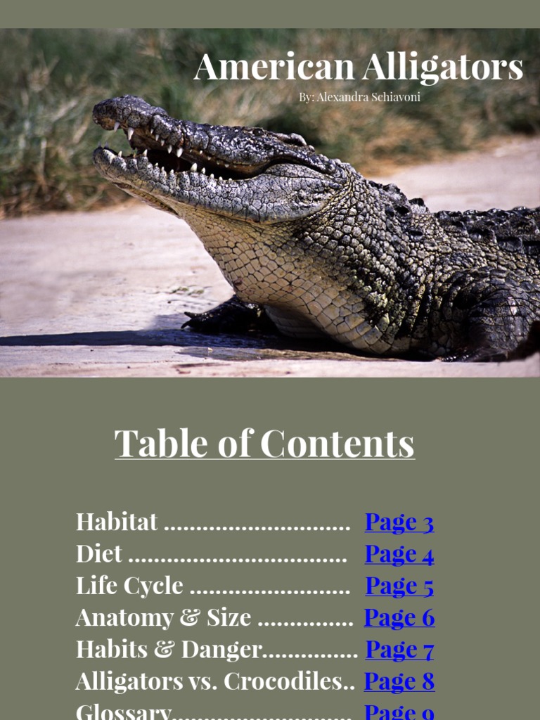 American Alligators | PDF | Crocodile | Alligator