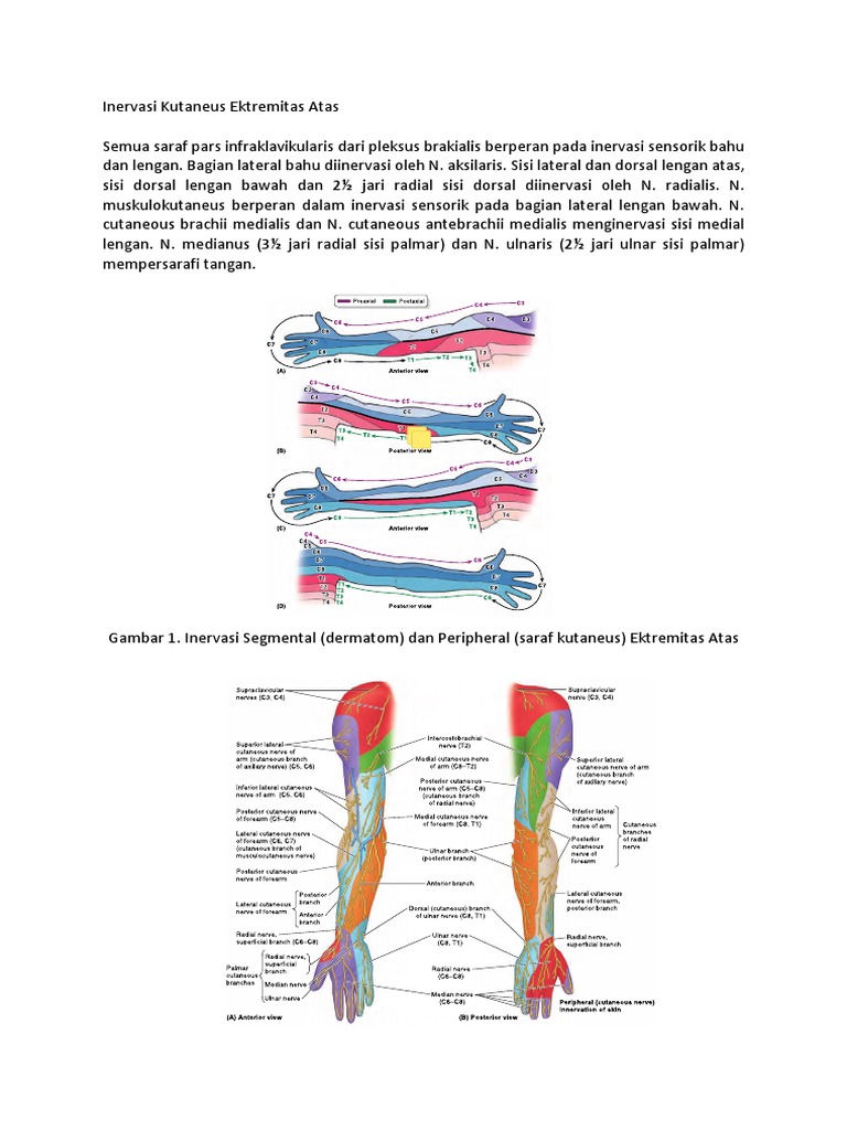 Inervasi Saraf Ekstremitas Atas | PDF | Metode & Bahan Ajar | Sains ...