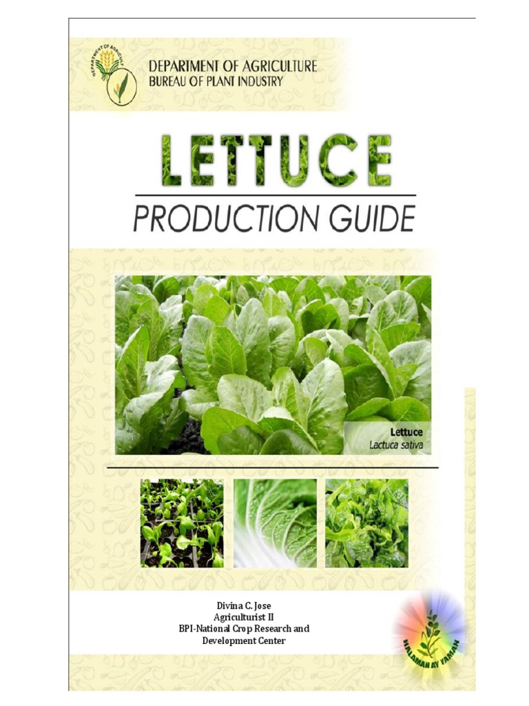 Lettuce | PDF | Lettuce | Sowing