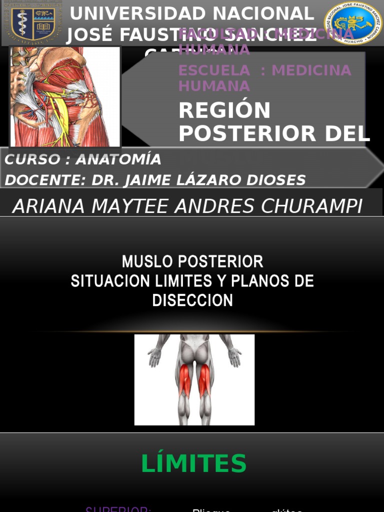 Anatomía del Muslo Posterior | PDF | Ciencias sociales | Salud y bienestar