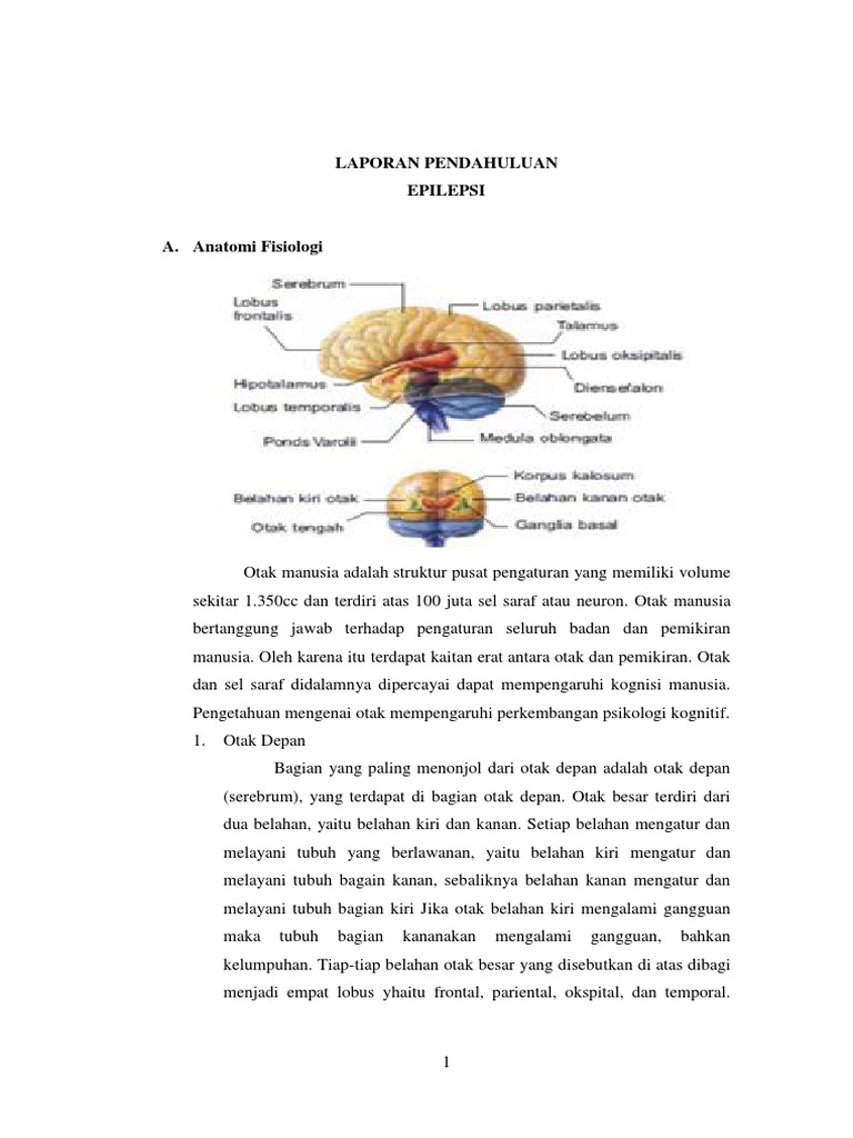EPILEPSI ANATOMI | PDF
