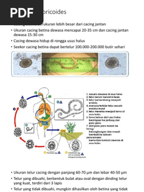 Daur Hidup Ancilostoma Duodenale Necator Americanus Wikipedia Bahasa