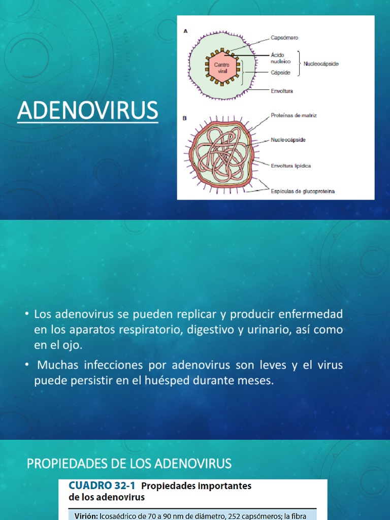 4 Adenovirus | PDF | Adenoviridae | Virus