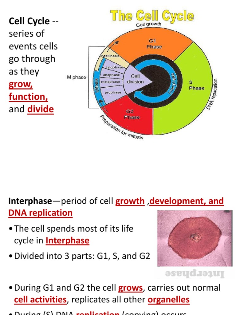 The Cell Cycle: DNA Replication and Cell Division | PDF | Mitosis ...