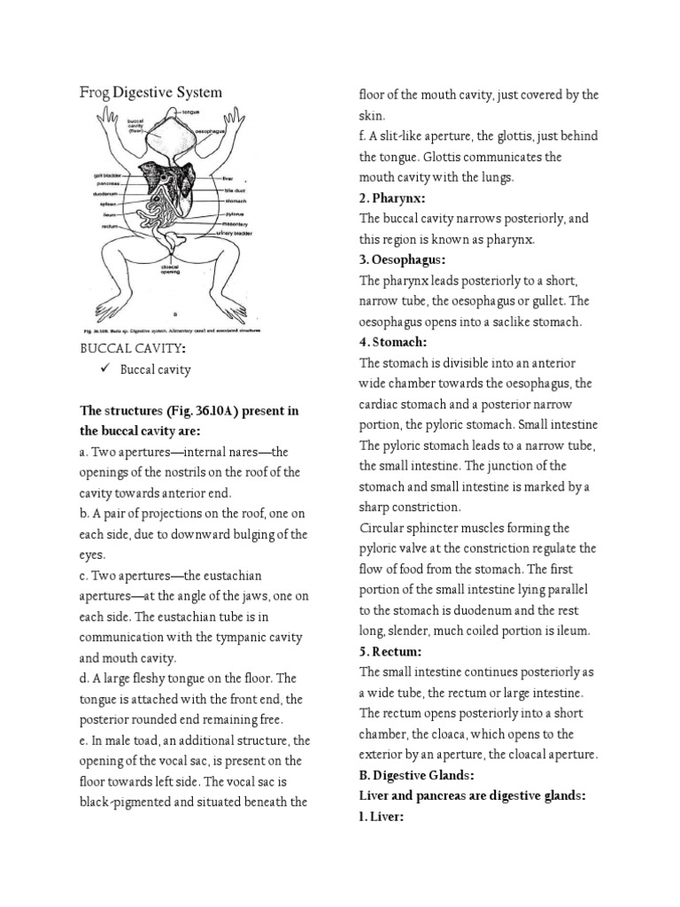 Frog Digestive System | PDF | Liver | Bile
