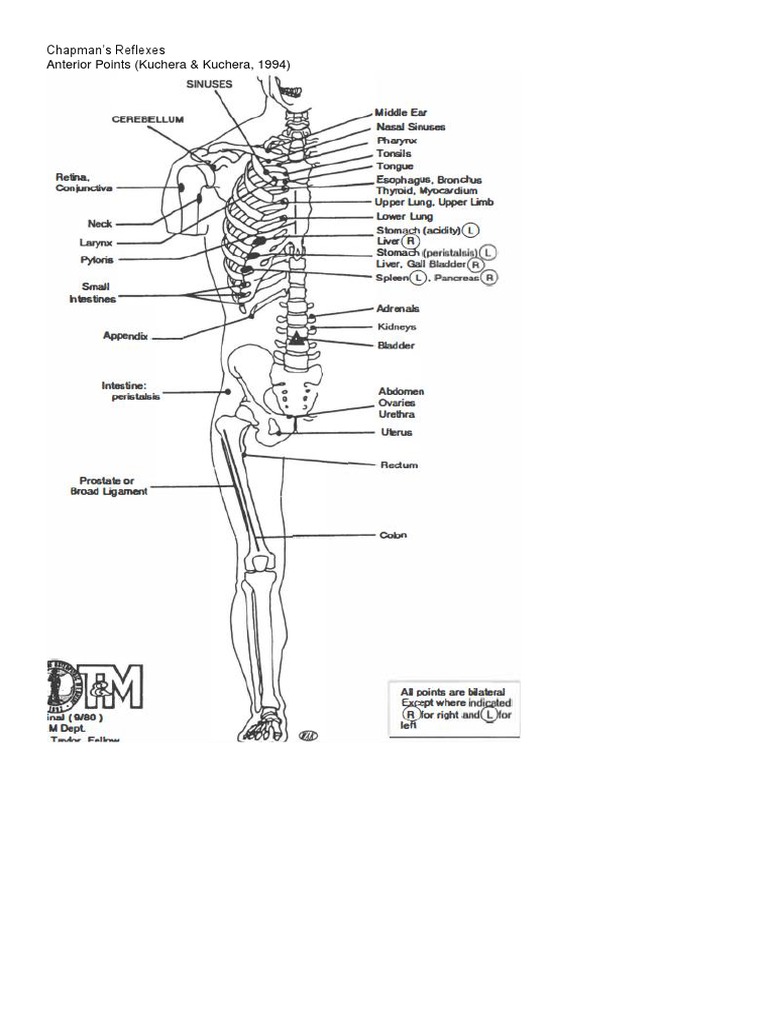Chapman's Reflexes Points | PDF | Vertebra | Neck