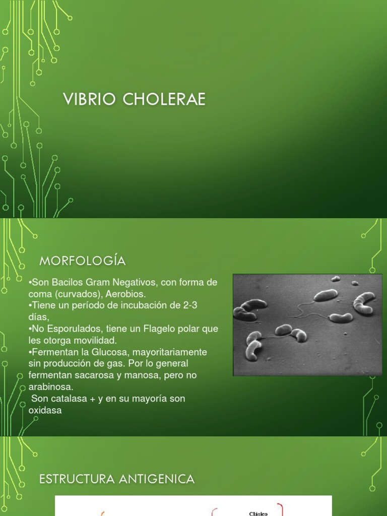 Vibrio Cholerae | PDF