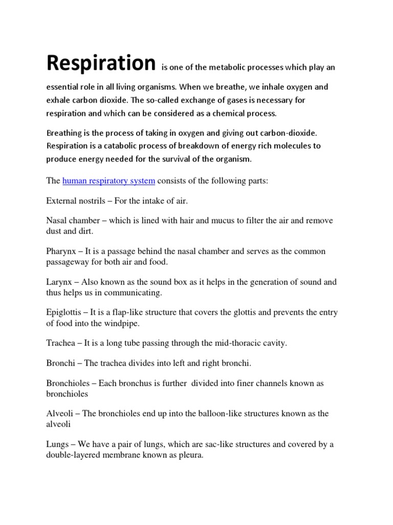 Respiration: Human Respiratory System | PDF | Kidney | Respiratory System