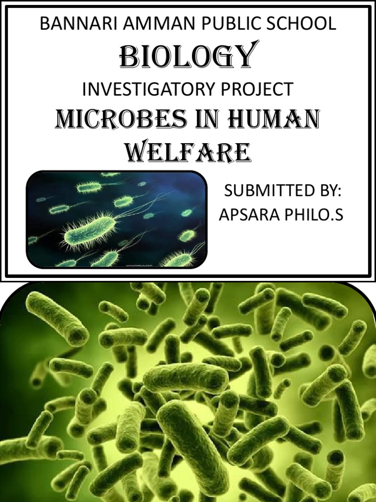 Microbes in Human Welfare Project | PDF | Microorganism | Fermentation