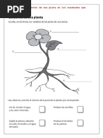 Prueba de Ciencias Naturales Las Plantas | PDF | Hogar, jardinería y ...