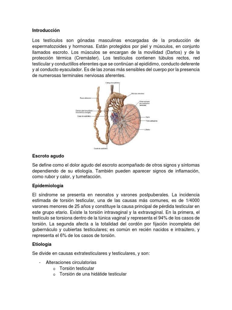 Escroto Agudo | PDF | Testículo | Medicina
