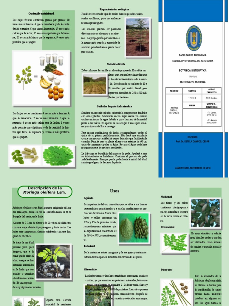 Triptico Moringa | PDF | Espinacas | Dieta y nutrición