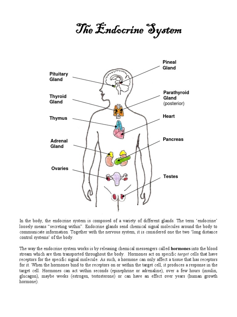 The Endocrine System | PDF | Adrenal Gland | Endocrine System