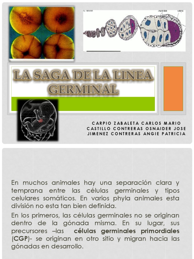 La Saga de La Linea Germinal | PDF | Ciclo menstrual | Mitosis