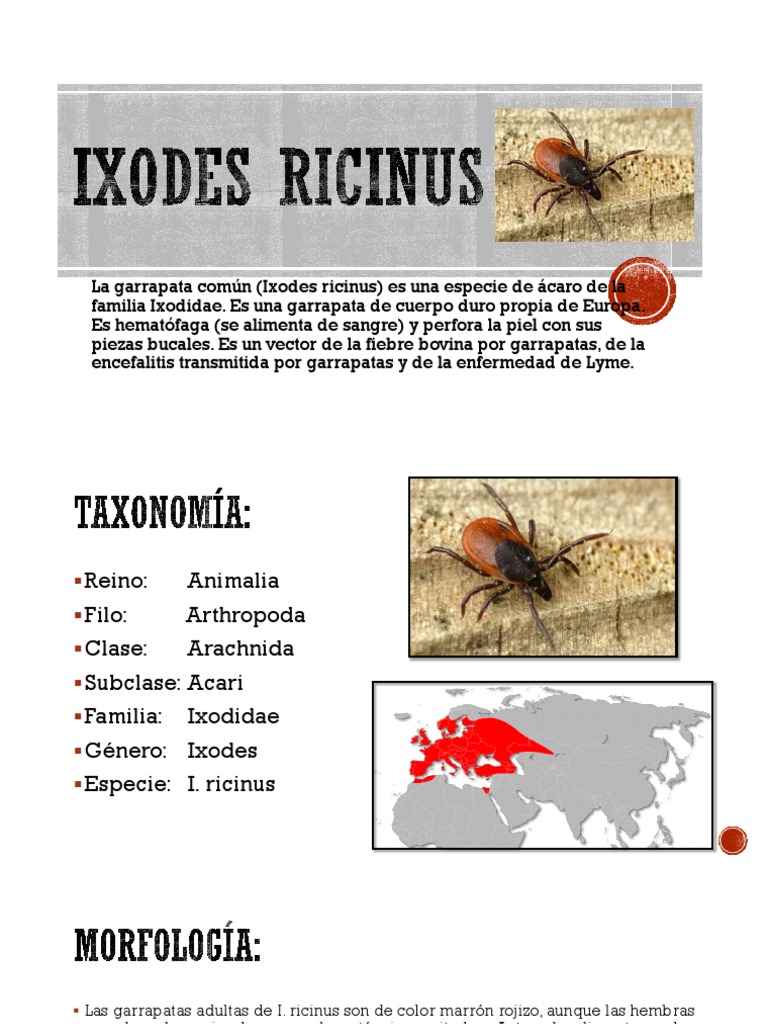 Garrapata Ixodes ricinus: Características y Ciclo | PDF | Salud y ...