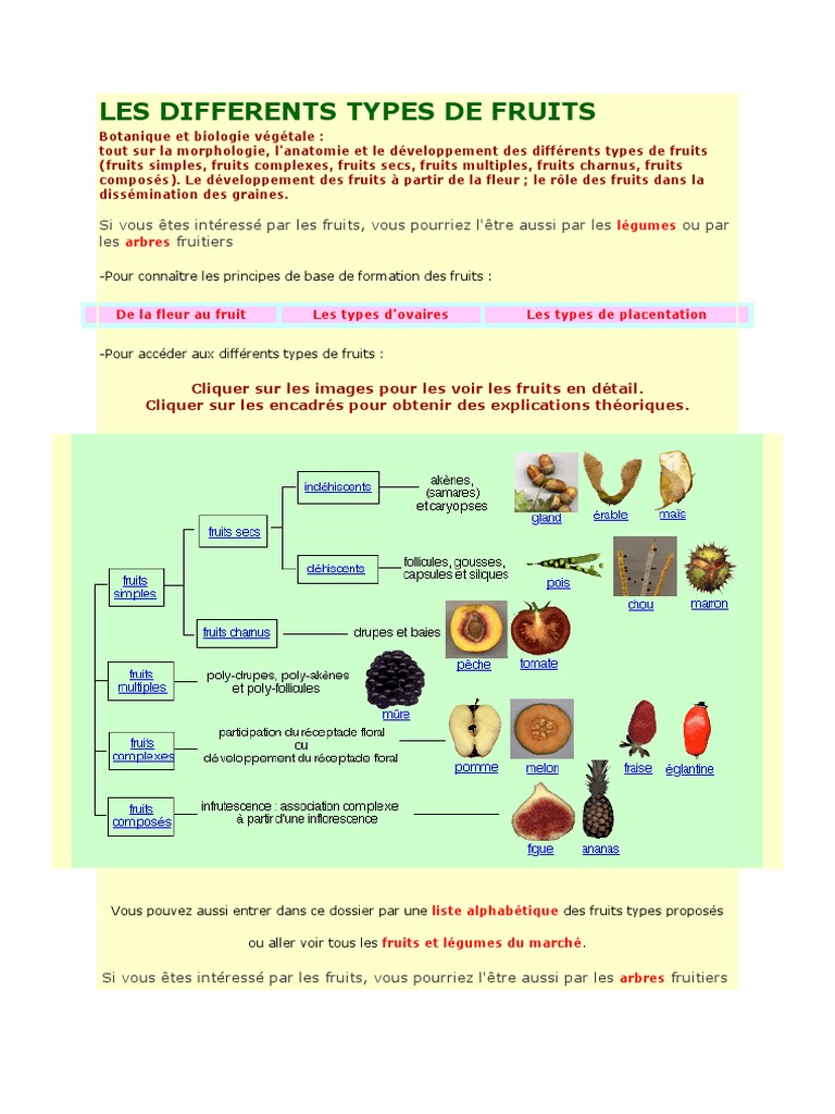 Les Differents Types de Fruits | PDF | Fruit | Agronomie