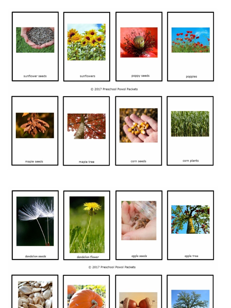 Seeds and Plants Matching Game | PDF