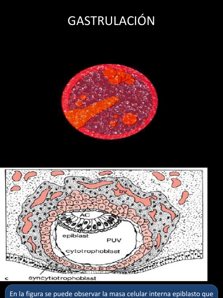 Gastrulación y Desarrollo Embrionario | PDF | Biología del desarrollo ...