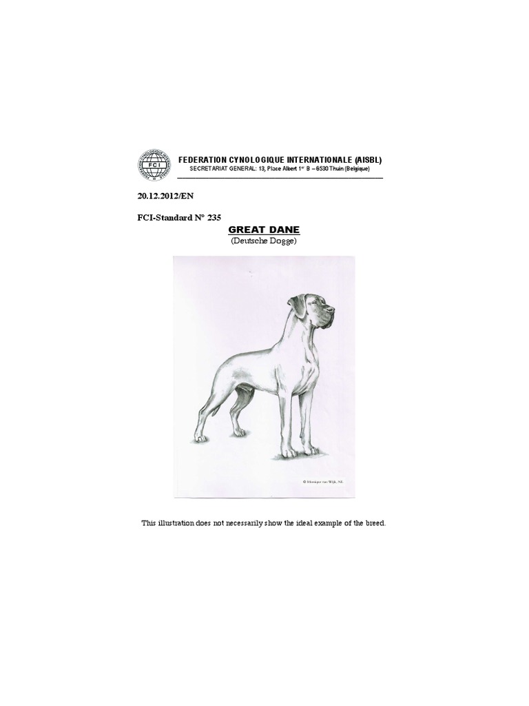 FCI Breed Standard - Great Dane | PDF | Dogs | Subspecies Of Canis Lupus