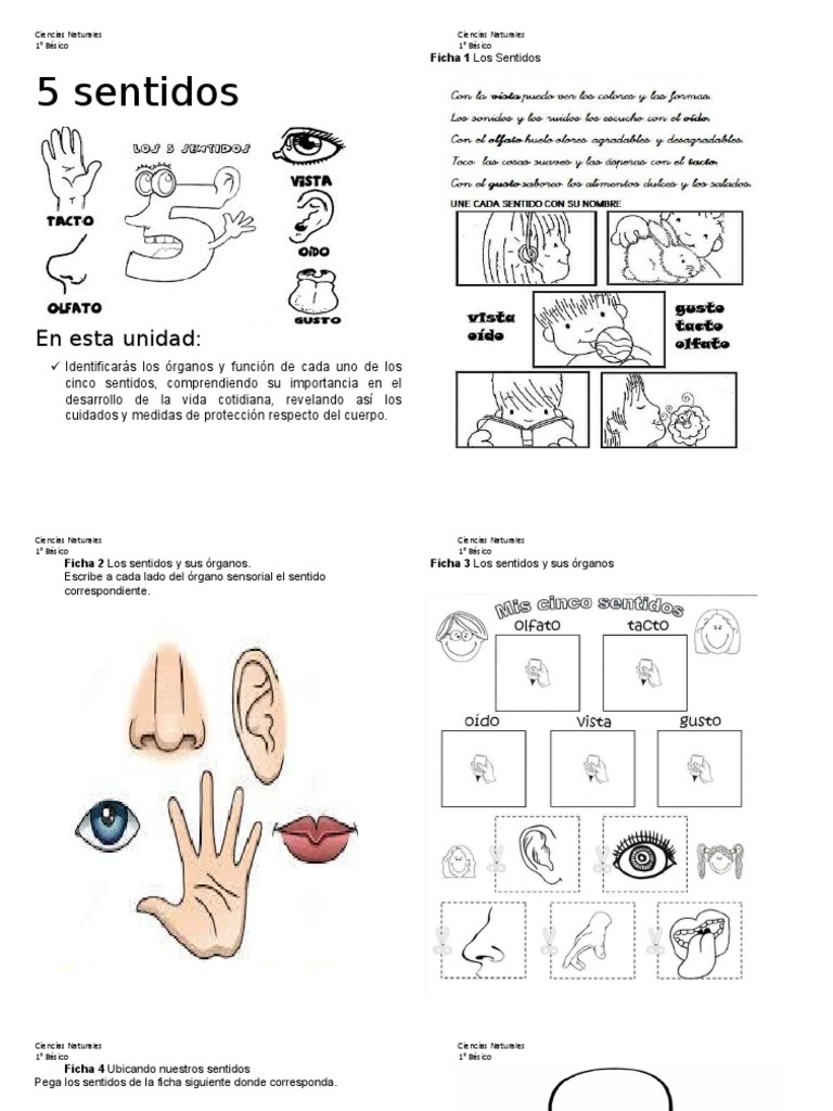 Fichas de Trabajo sobre los Sentidos | PDF | Gusto | Sentidos