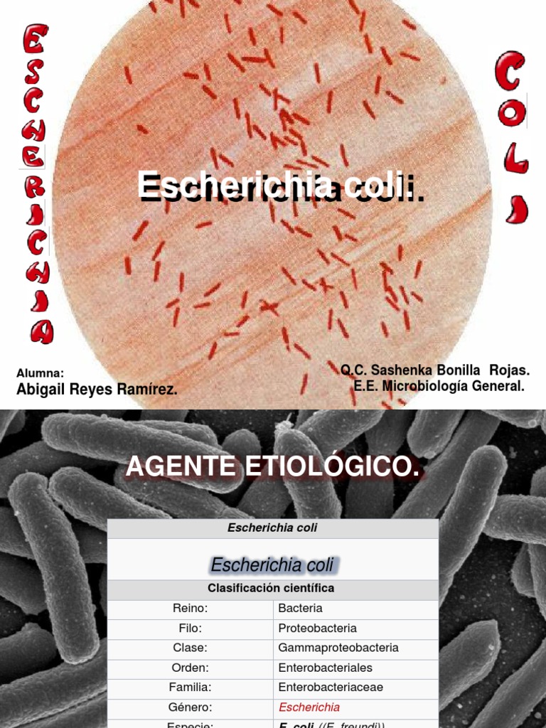 Características y clasificación de Escherichia coli como agente ...