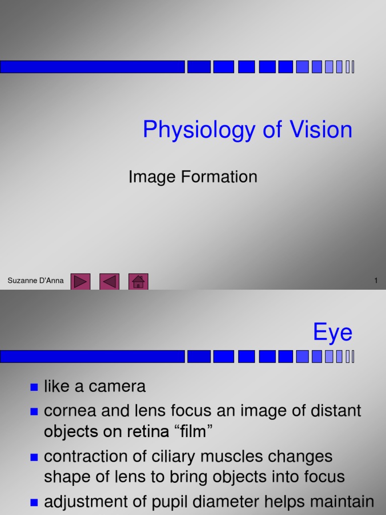 Physiology of Vision Explained | PDF | Visual System | Human Eye