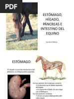 El Timo Animal | PDF