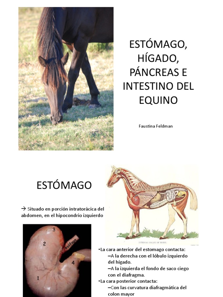Estomago Intestino Pancreas Hig Equino | PDF | Intestino grueso | Páncreas
