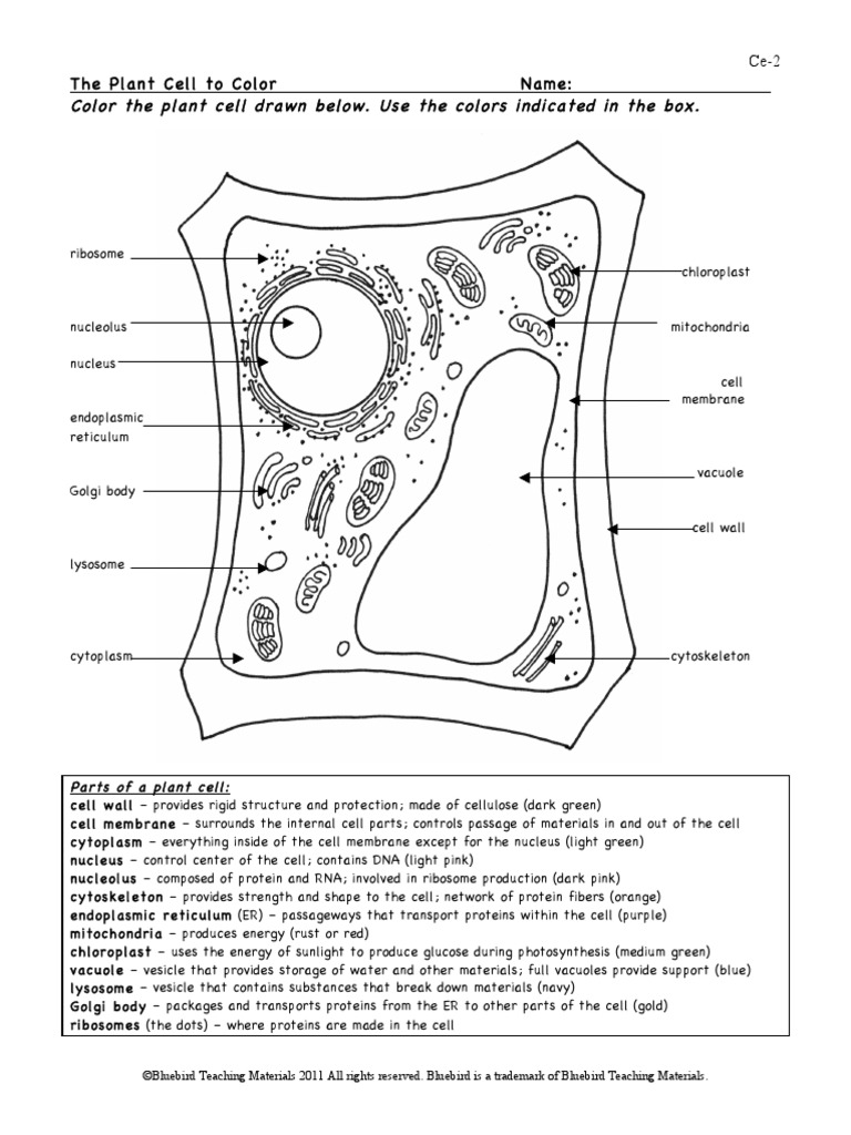 Plant Cell Color Page - HW and Worksheet - Dti | PDF | Endoplasmic ...