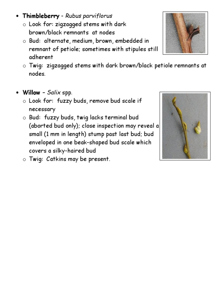 Twig Id Booklet | PDF | Plant Morphology | Plants