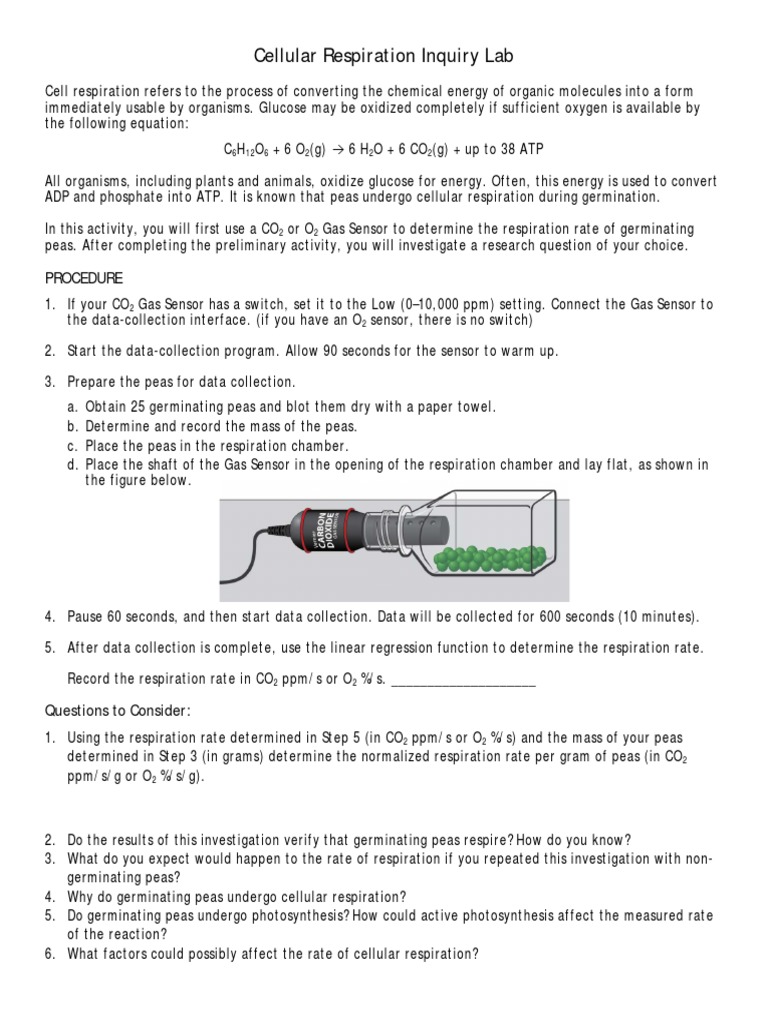 Cellular Respiration Inquiry Lab: Procedure | PDF | Cellular ...
