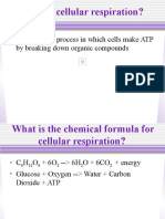 Answer Key Cellular Respiration Pogil | PDF | Cellular Respiration ...