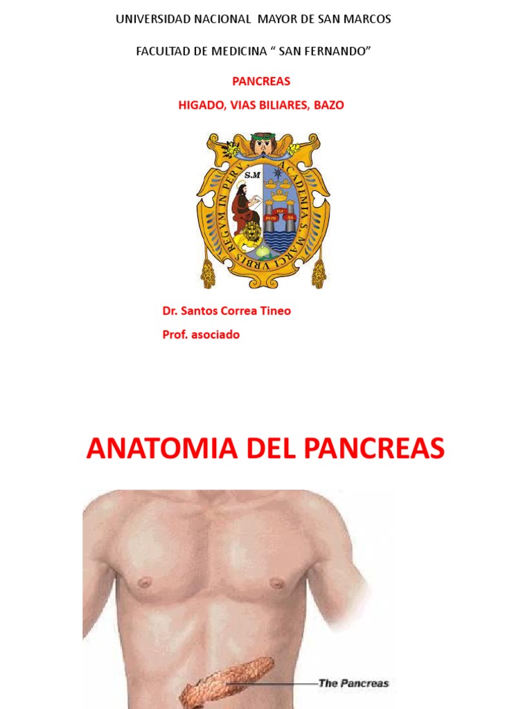 Anatomía del Páncreas y Hígado | PDF | Hígado | Páncreas