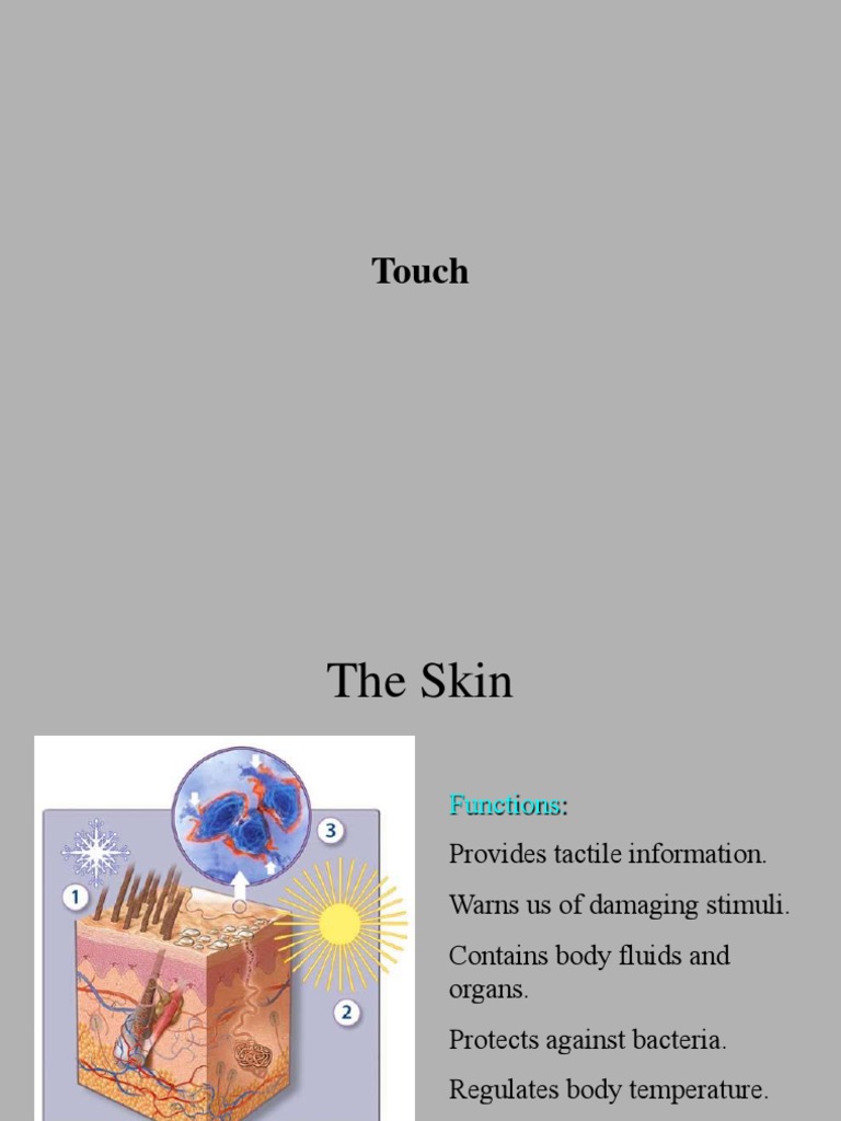 The Neuroscience of Touch: Mechanoreceptors, Tactile Perception, and ...