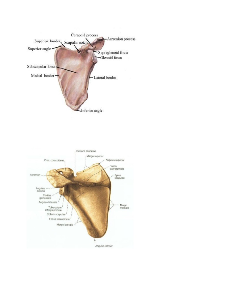 Anatomi Os Scapula | PDF