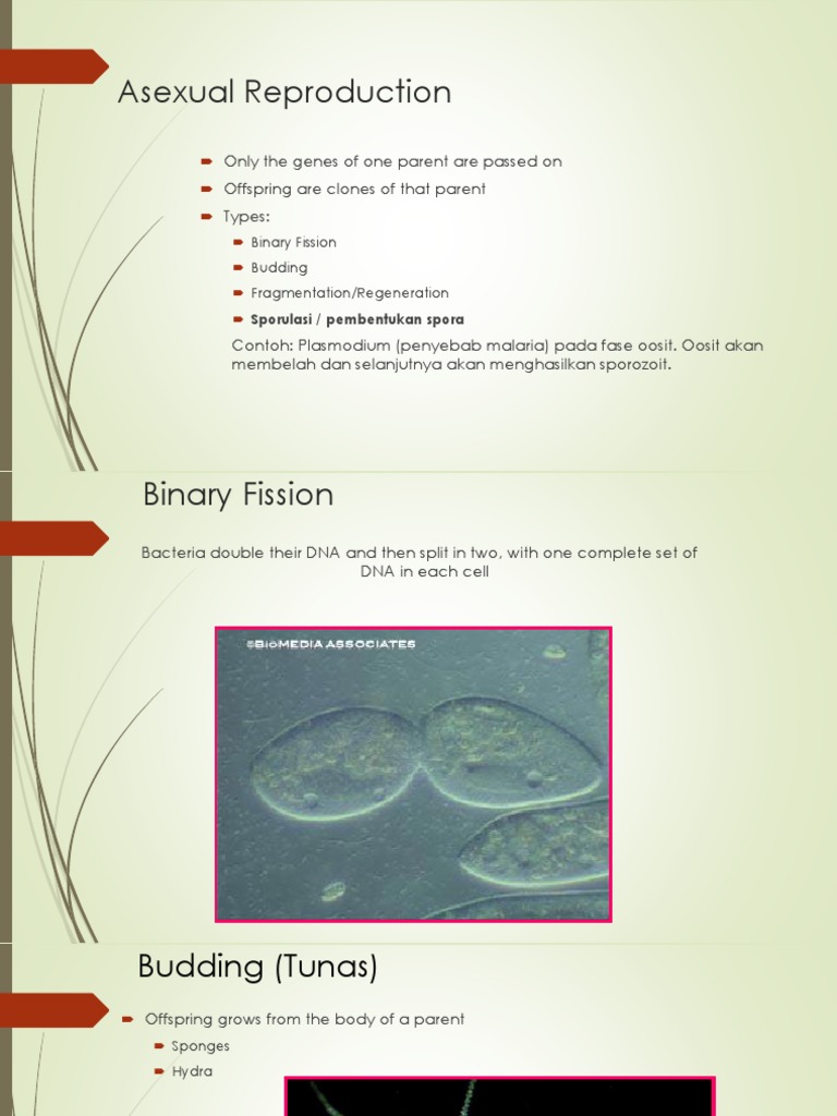 Partenogenesis pada Lebah dan Contoh Lain | PDF