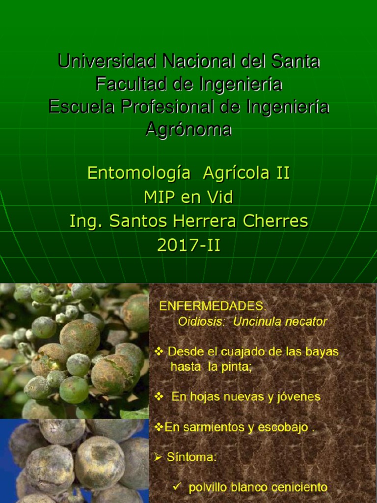 Plagas y Manejo en la Vid 2017 | PDF | Plantas | Insectos