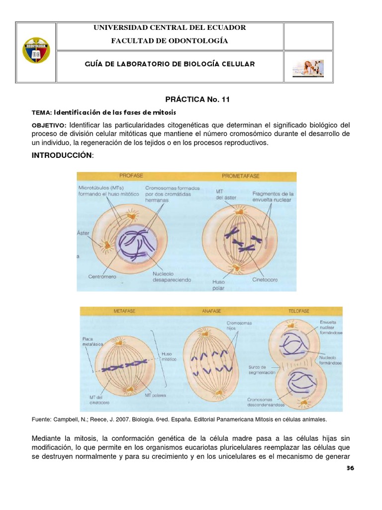Guía 11 | PDF | Mitosis | Cromosoma