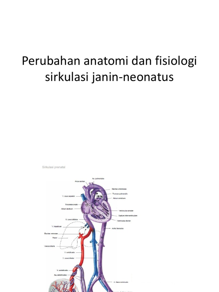 Perubahan Anatomi Dan Fisiologi Sirkulasi Janin-Neonatus PLENO | PDF