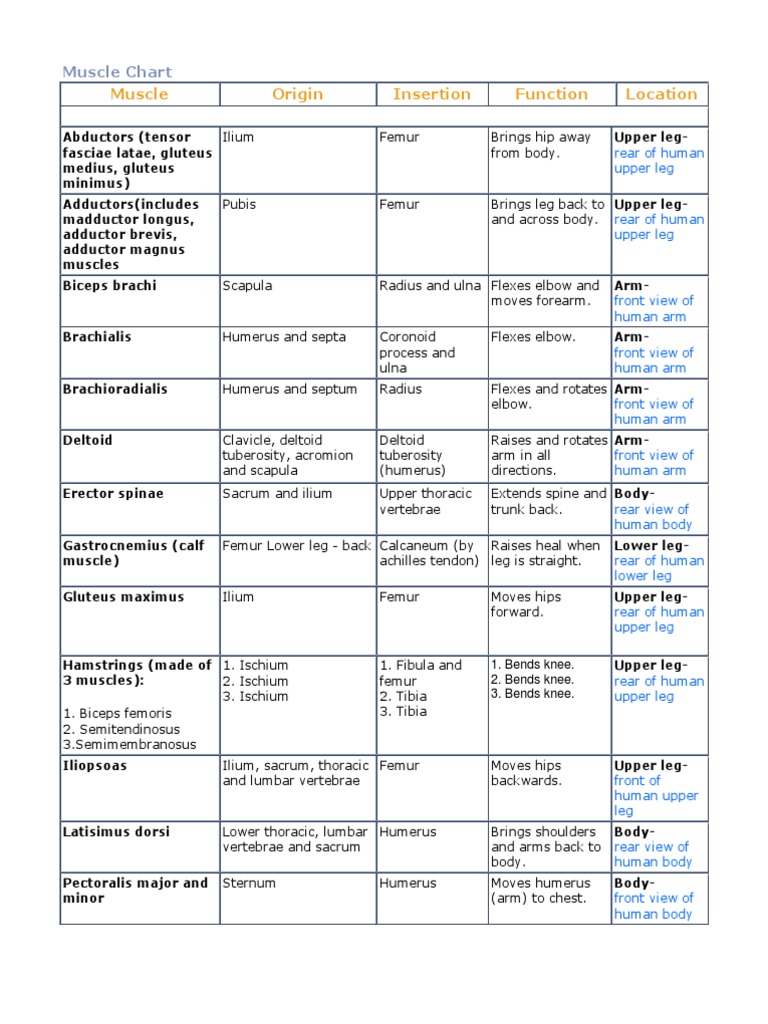Comprehensive Muscle Anatomy Chart | PDF | Human Leg | Arm