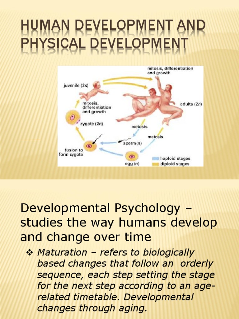 Chap 2 - Physical Development | PDF | Fertilisation | Developmental ...