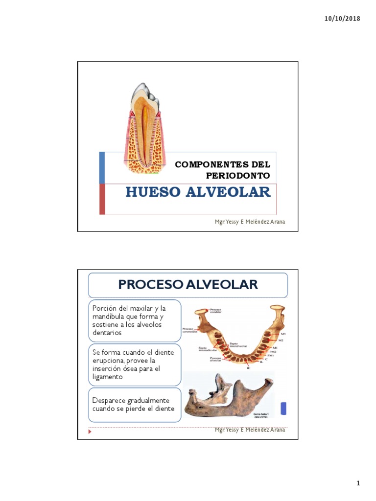 Componentes Del Periodonto - Hueso Alveolar - 05!10!2018 | PDF | Hueso ...