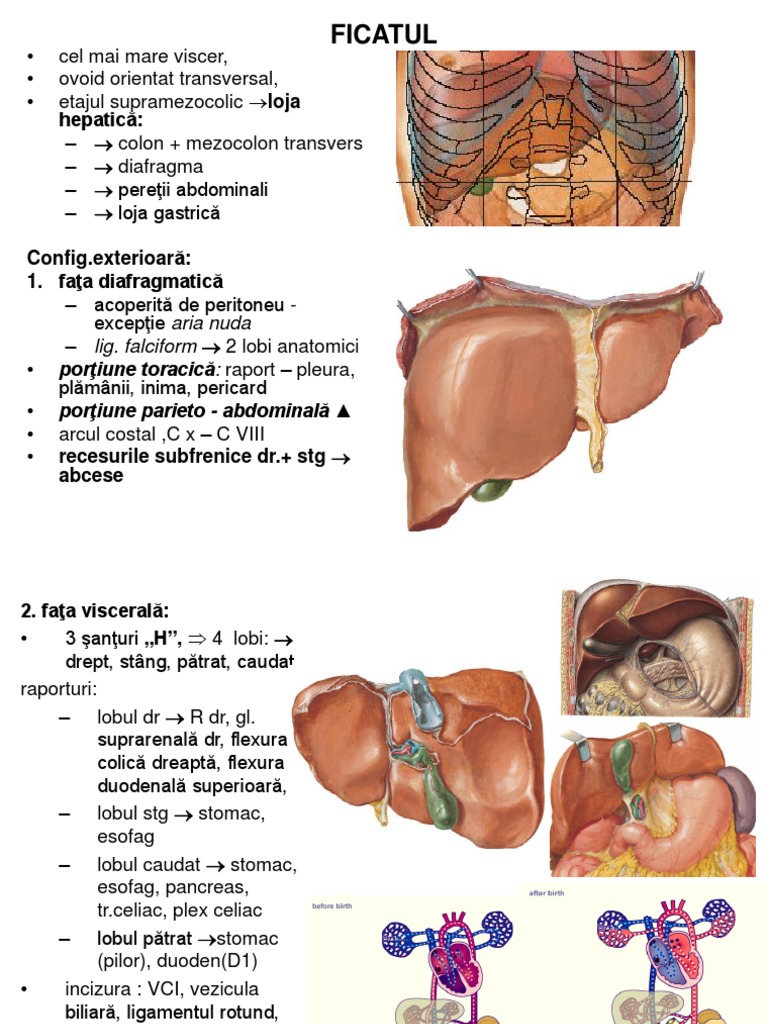 Abdomen, Organe | PDF