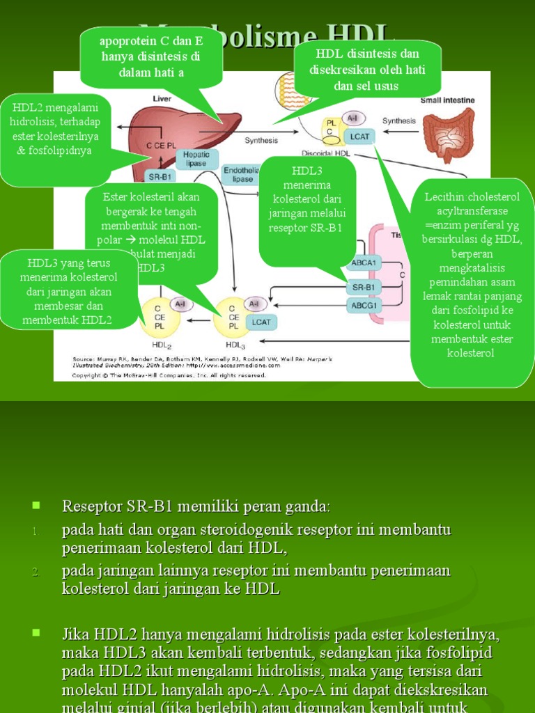 Metabolisme HDL | PDF