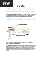 Esquema del Arco Reflejo | PDF