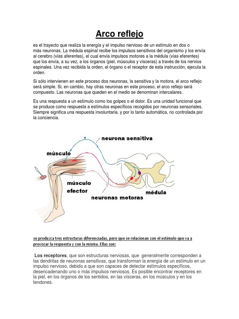 Arco Reflejo | PDF | Neurona | Neuroanatomía